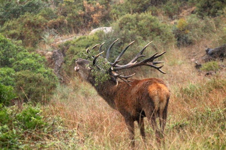 INCREDIBLE IBERIAN RED STAG - Masara Hunting