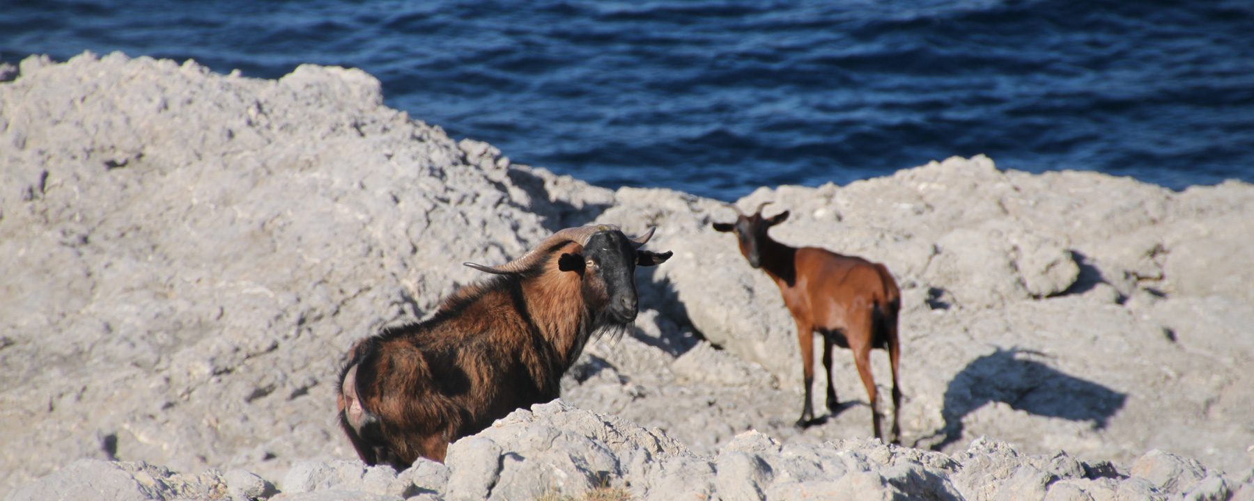Balearic Goat - Masara Hunting