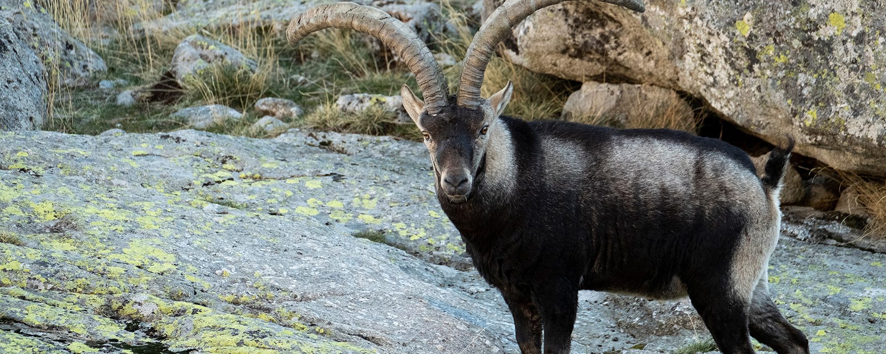 Beceite Ibex - Masara Hunting