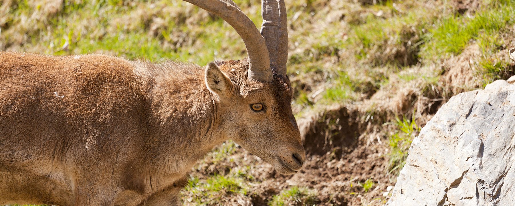 Ronda Ibex - Masara Hunting
