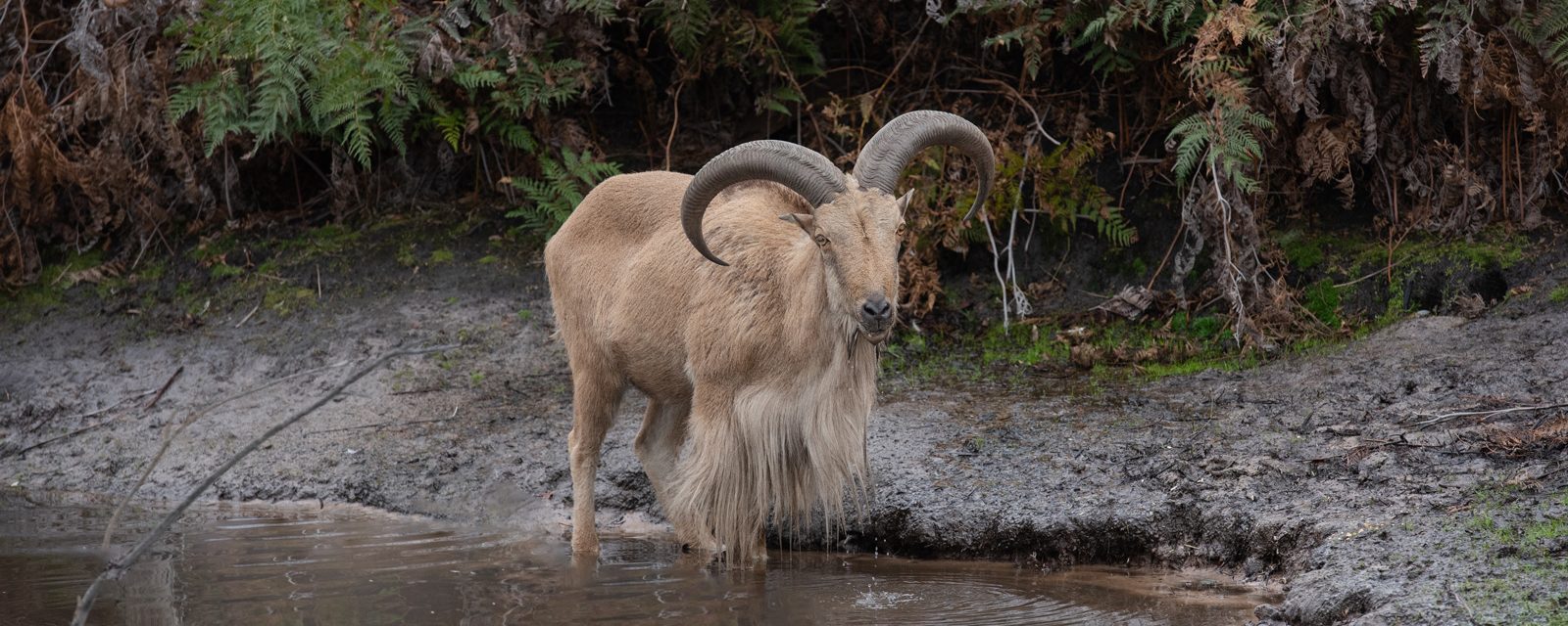 Barbary Sheep - Masara Hunting